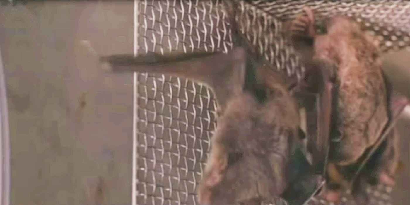 Video Proves Wuhan Lab Housed Bats, Maintained Nonexistent Health ...