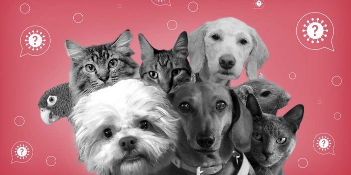CDC Advises Social Distancing from Pets to Prevent Omicron Spread ...