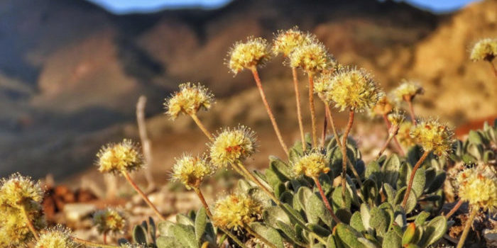 Eco-Nazis Clash w/ Green-Energy Profiteers over 'Endangered ...