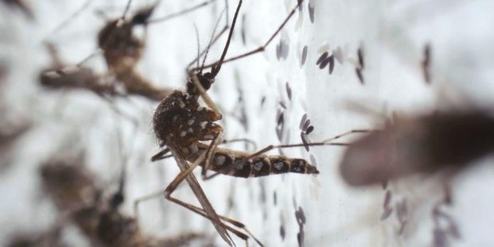 Is Bill Gates Responsible for Massachusetts West Nile Outbreak ...
